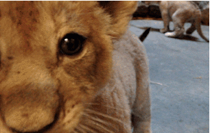Download Animal Lion Gif