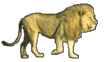 Download Animal Lion Gif - Gif Abyss