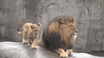 Download Animal Lion Gif