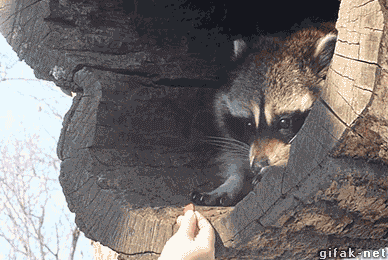 Download Animal Raccoon Gif - Gif Abyss