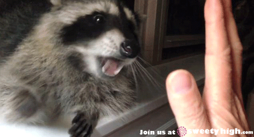 Download Animal Raccoon Gif - Gif Abyss