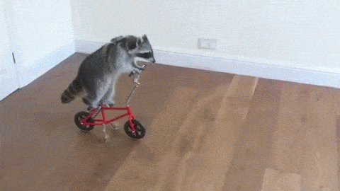 Download Animal Raccoon Gif - Gif Abyss