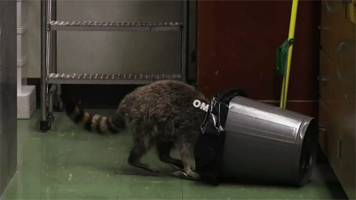 Download Animal Raccoon Gif