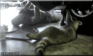 Download Animal Raccoon Gif