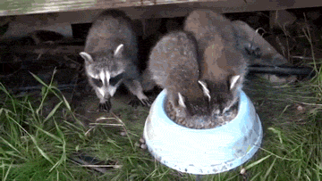 Download Animal Raccoon Gif