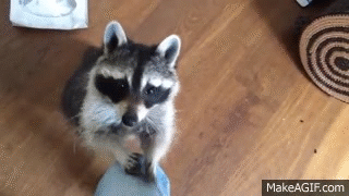 Download Animal Raccoon Gif - Gif Abyss