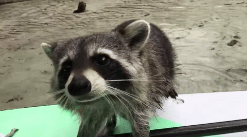Download Animal Raccoon Gif - Gif Abyss