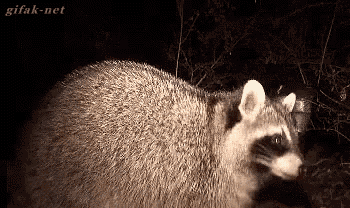 Raccoon Gif - Gif Abyss