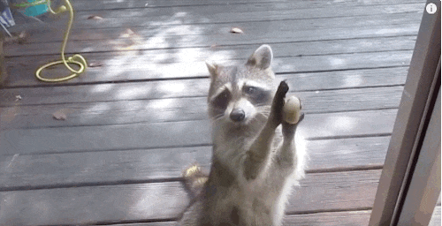 Download Animal Raccoon Gif