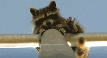 Download Animal Raccoon Gif
