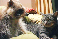 Download Animal Raccoon Gif - Gif Abyss