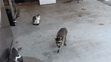 Raccoon Gif - Gif Abyss