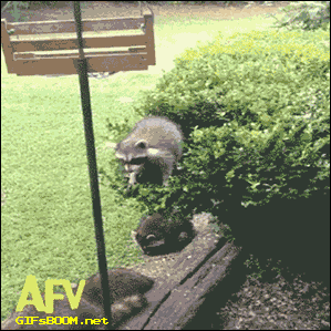 Raccoon Gif - Gif Abyss
