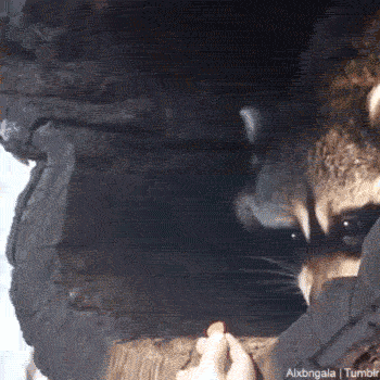 Download Animal Raccoon Gif