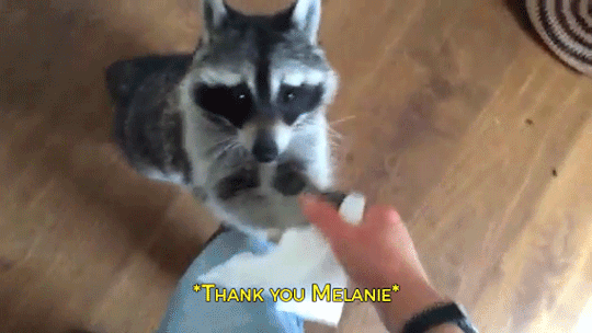 Download Animal Raccoon Gif