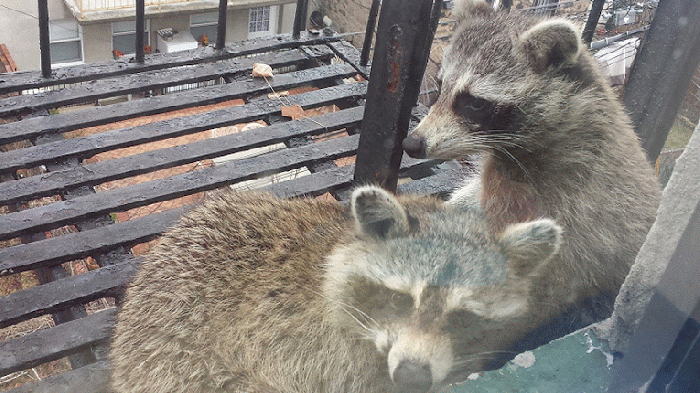 Download Animal Raccoon Gif