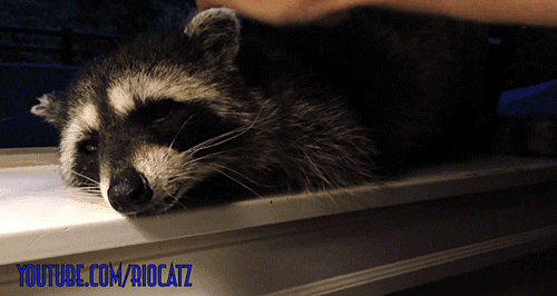 Download Animal Raccoon Gif - Gif Abyss