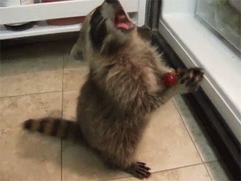 Raccoon Gifs