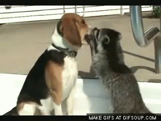 Beagle Gifs