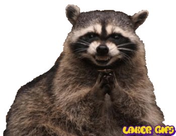 Download Animal Raccoon Gif