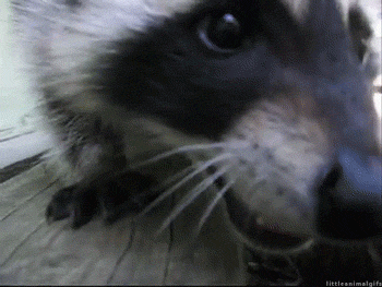 Download Animal Raccoon Gif - Gif Abyss