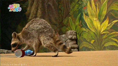 Raccoon Gif - Gif Abyss