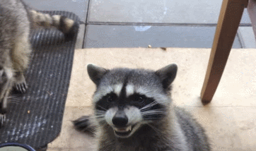 Raccoon Gif - Gif Abyss