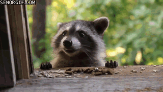 Download Animal Raccoon Gif