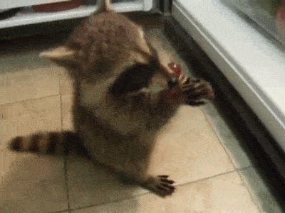 Download Animal Raccoon Gif