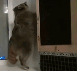Download Animal Raccoon Gif - Gif Abyss
