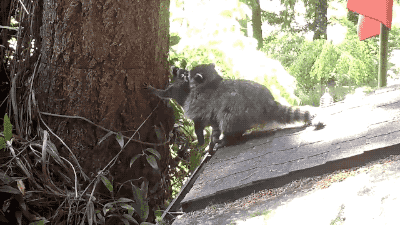 Raccoon Gif - Gif Abyss
