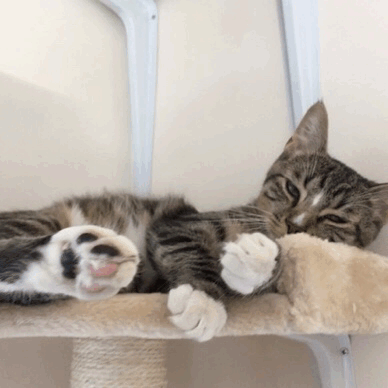 Cat Gif - Gif Abyss