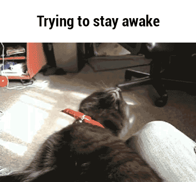 Download Funny Humor Animal Cat Gif