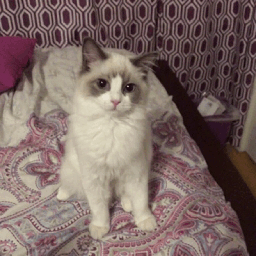 Download Kitten Animal Cat Gif