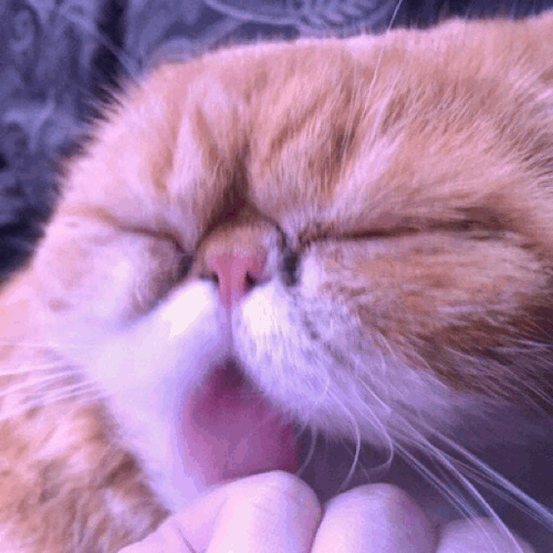 Download Animal Cat Gif