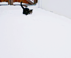 Download Animal Cat Gif