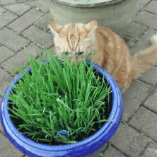 Cat Gif - Gif Abyss