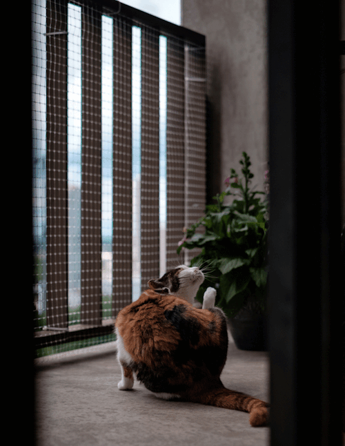 Download Animal Cat Gif