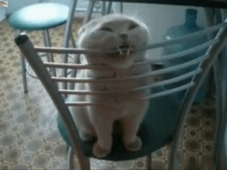Cat Gif - Gif Abyss
