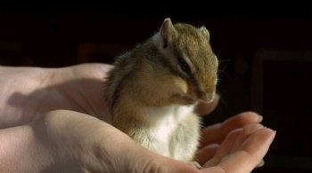 Download Animal Chipmunk Gif - Gif Abyss