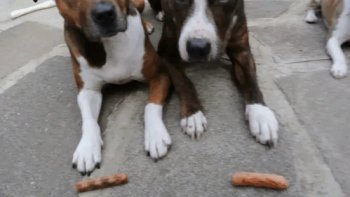 Download Animal Dog Gif