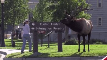 Elk Gifs