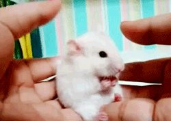 [10+] Mouse Gifs